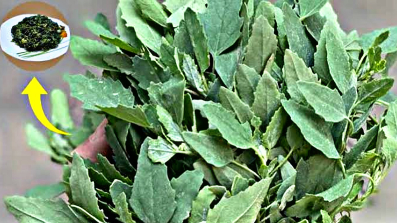 Eating bathua (lamb's quarters) in winter offers all these health ...